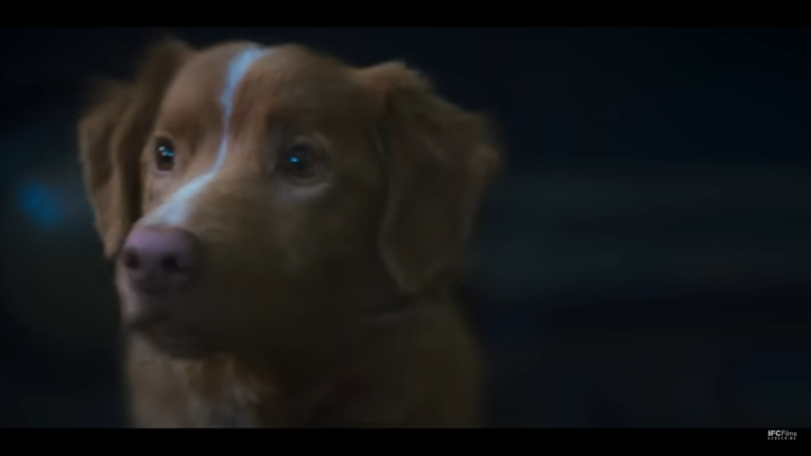 Good Boy: cachorro enfrenta forças sobrenaturais em trailer assustador ...